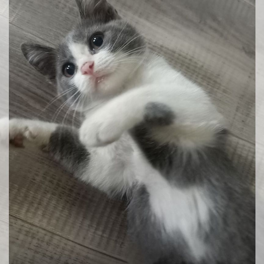 Отдам хорошего котика