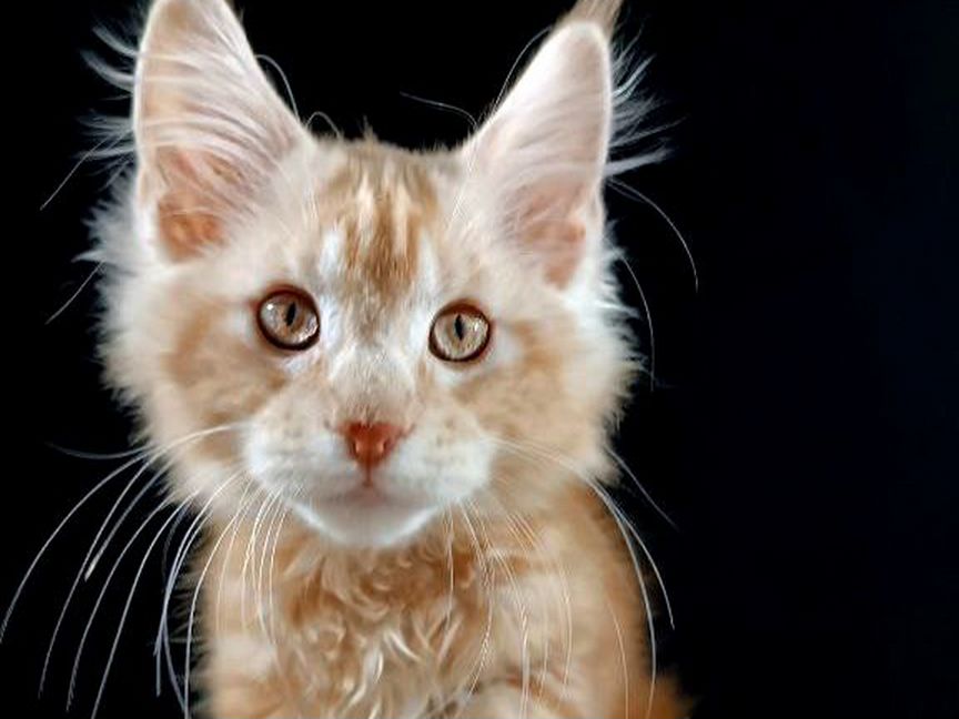 Нежная котенок Мейн кун