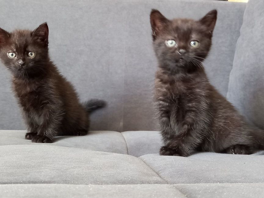 Котёнок(2 мальчика) бесплатно (Лиски, Воронеж)