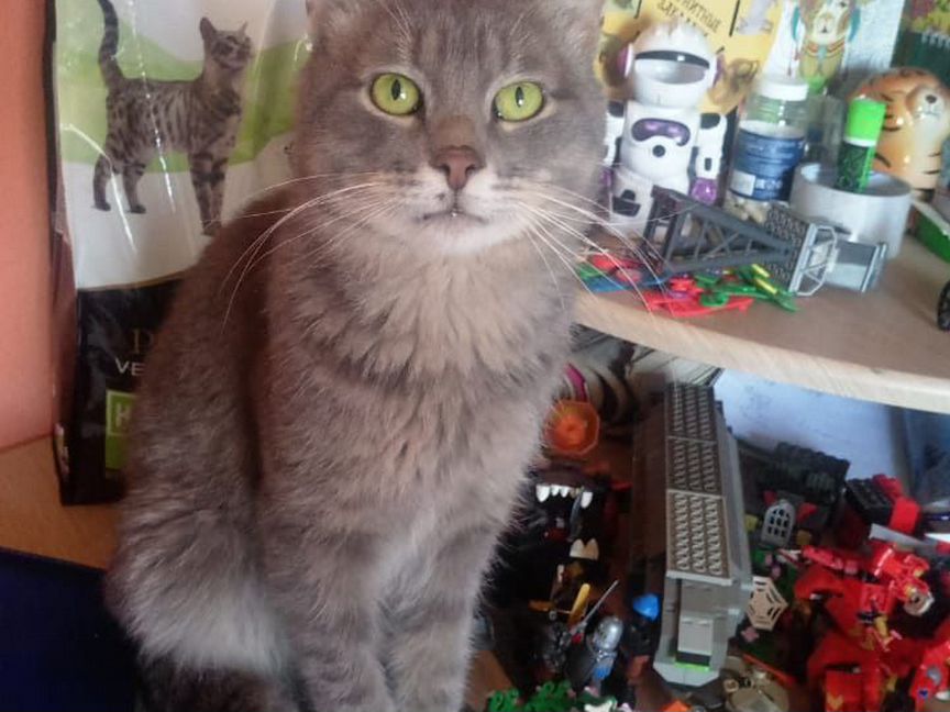 Кот мега ласковый сурикат