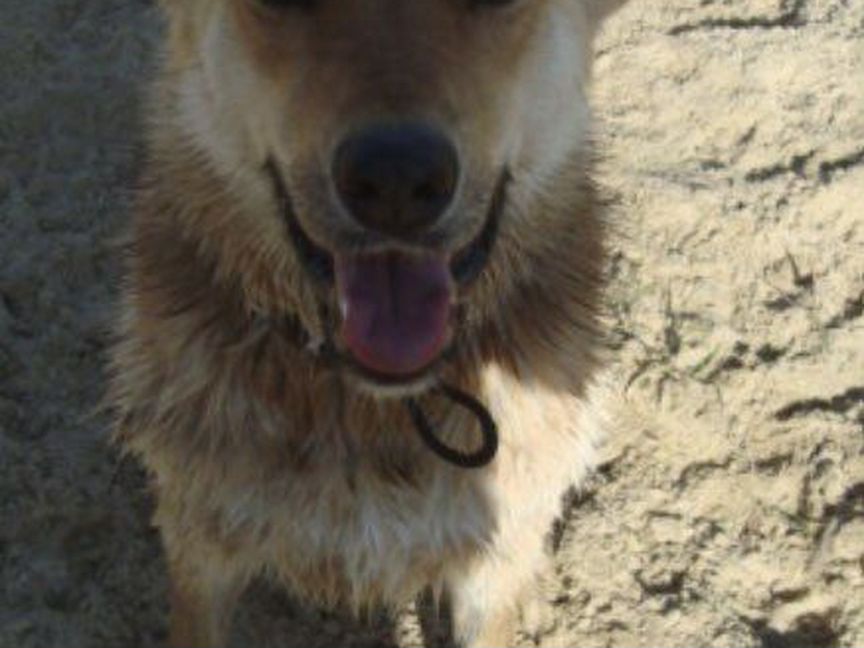 Собака в добрые ручки