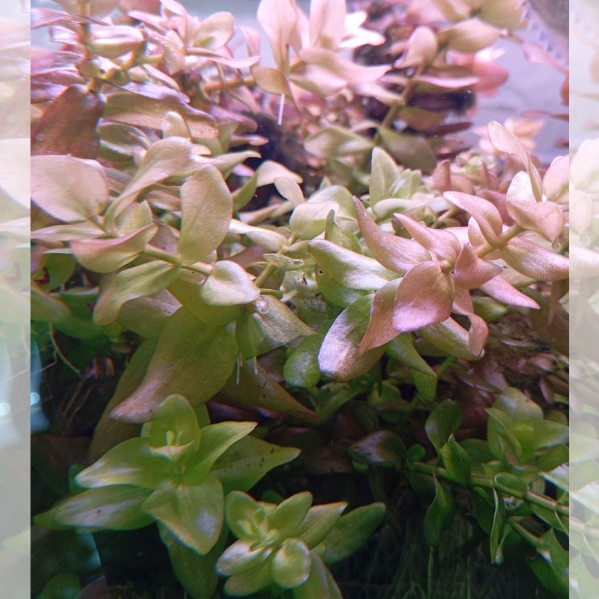 Бакопа Каролинская (Bacopa caroliniana)