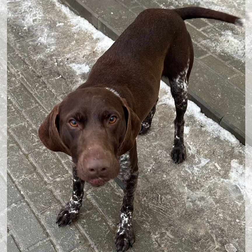 Курцхаар, взрослый пёс