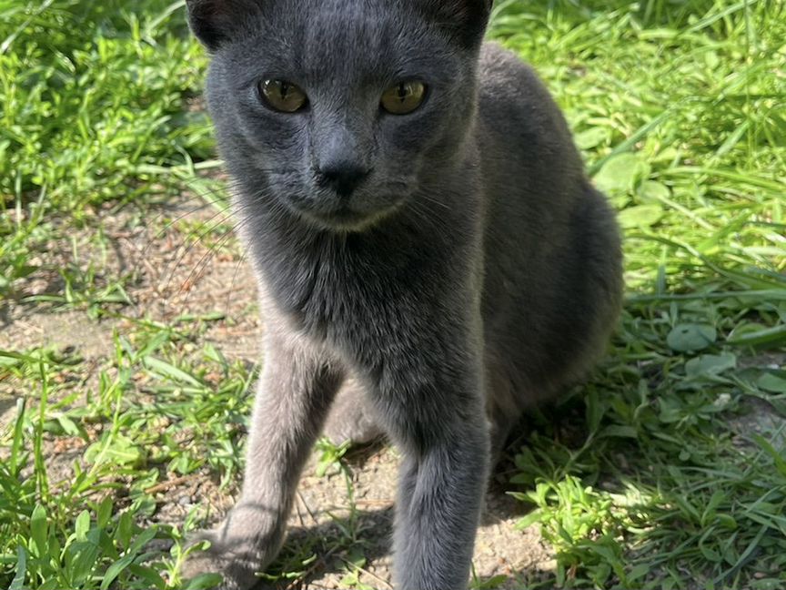 Кот в добрые руки