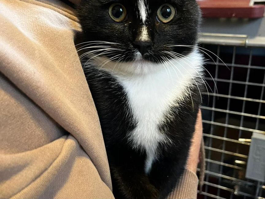 Котенок-мальчик 6 месяцев