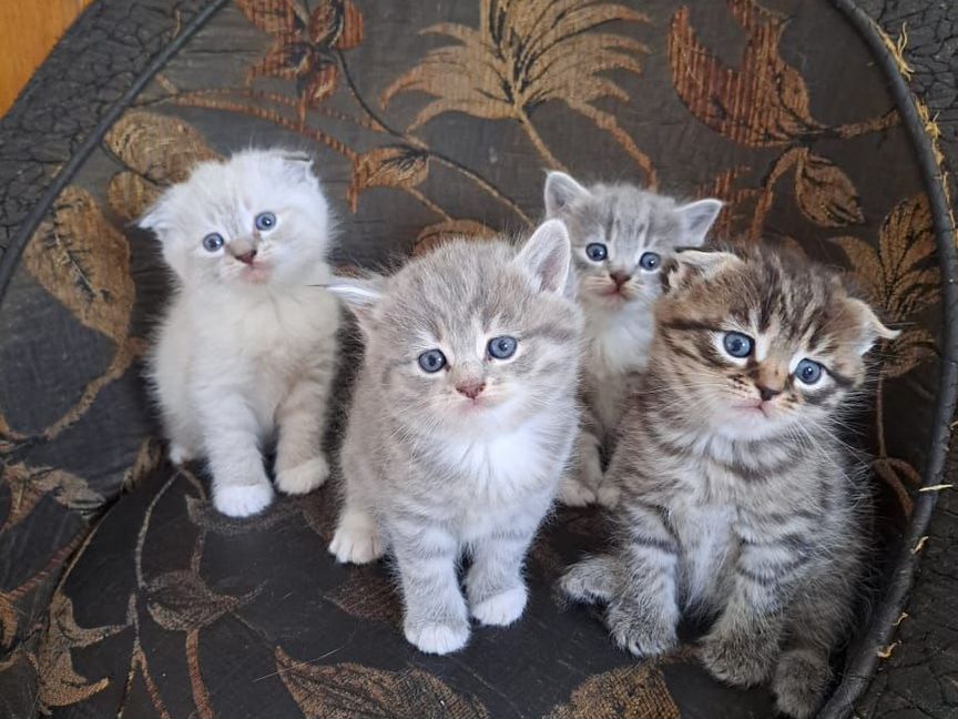 Шотландские котята