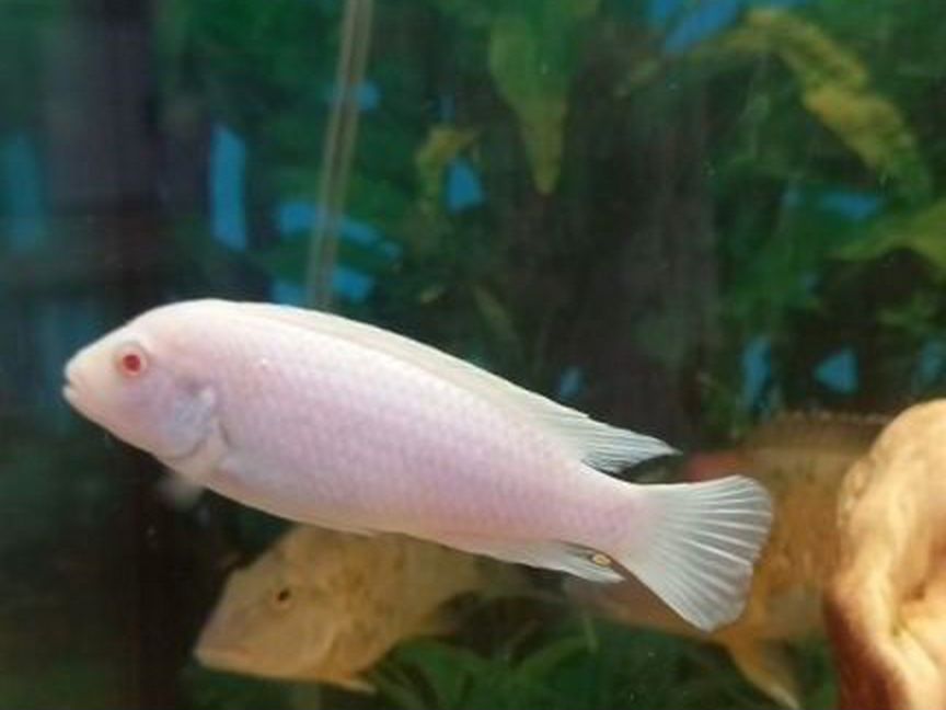 Псевдотрофеус снежный принц