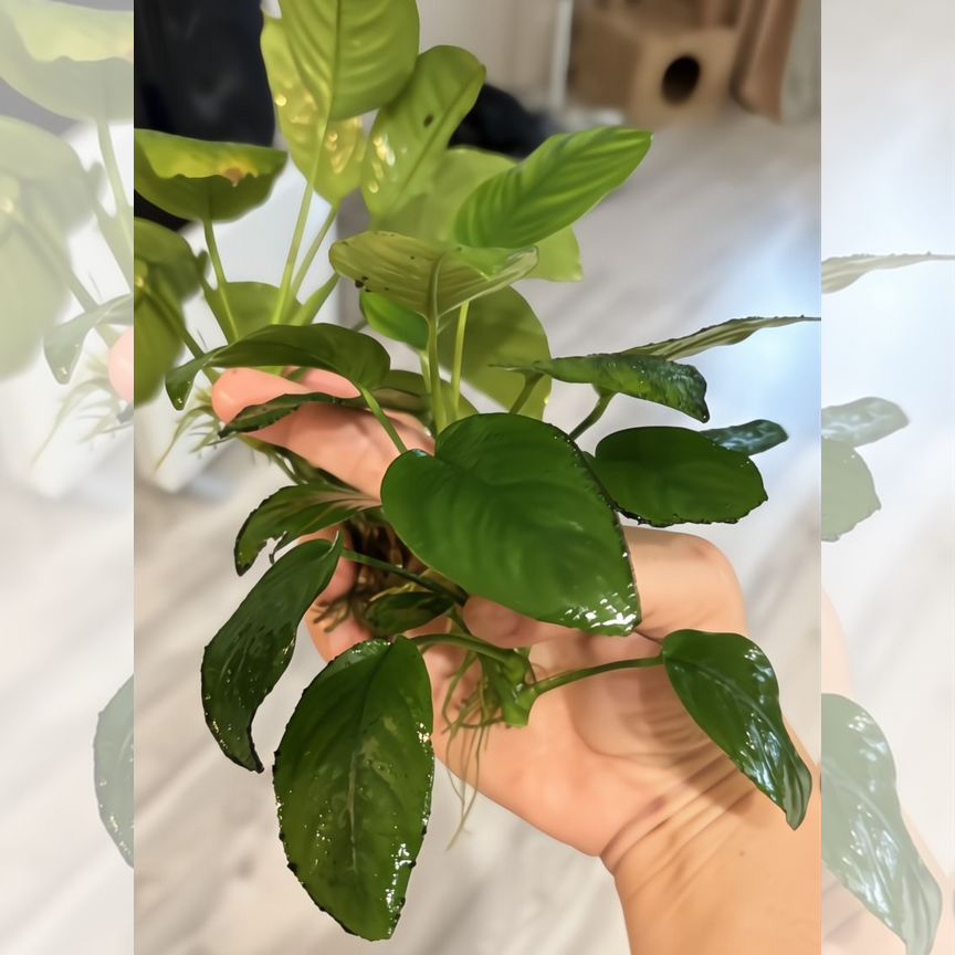 Аквариумные растения анубиас