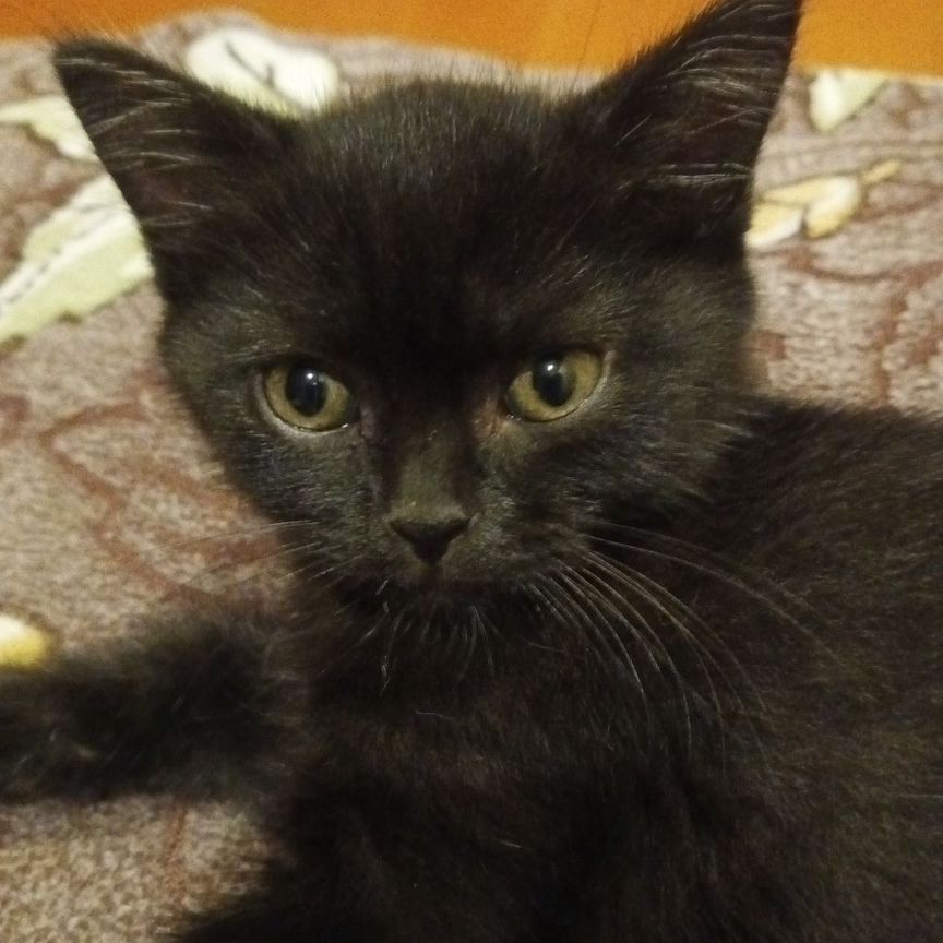 Британский котенок