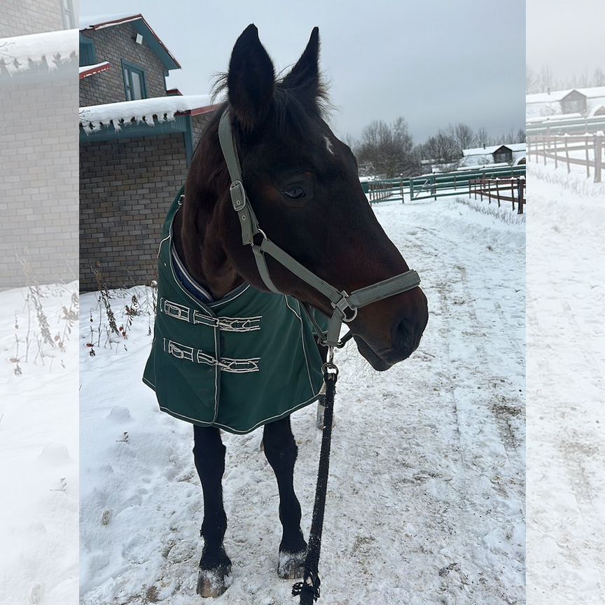 Попона для лошади демисезонная