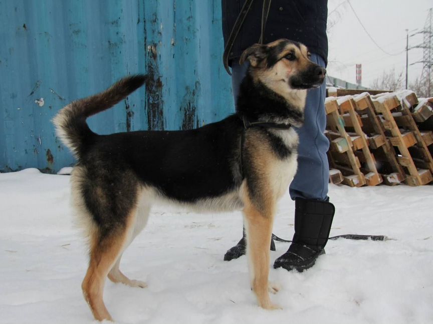 Собака девочка (Джейна)