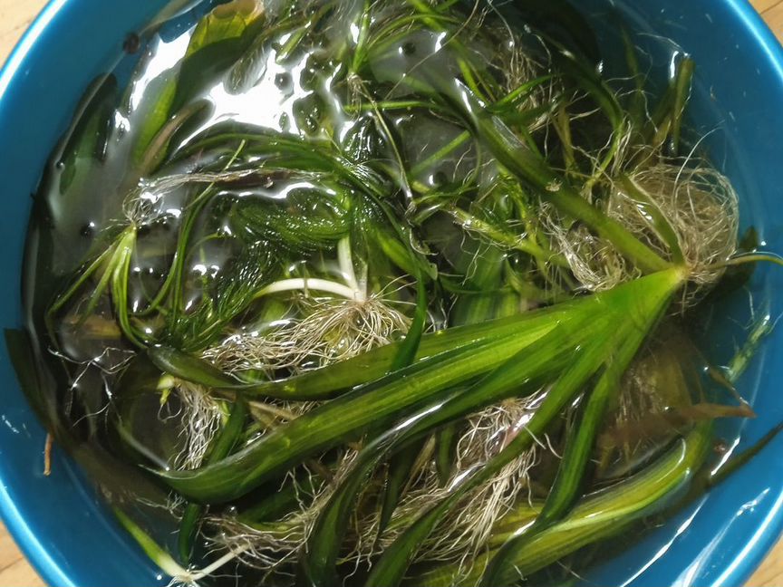 Валиснерия гигантская прополка