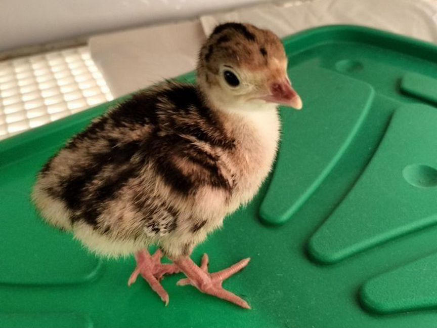 Индюшата домашние