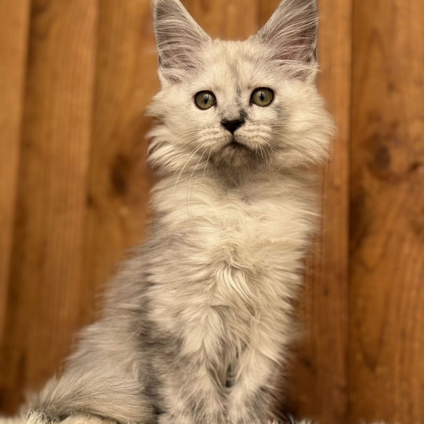 Котята мейн кун поли