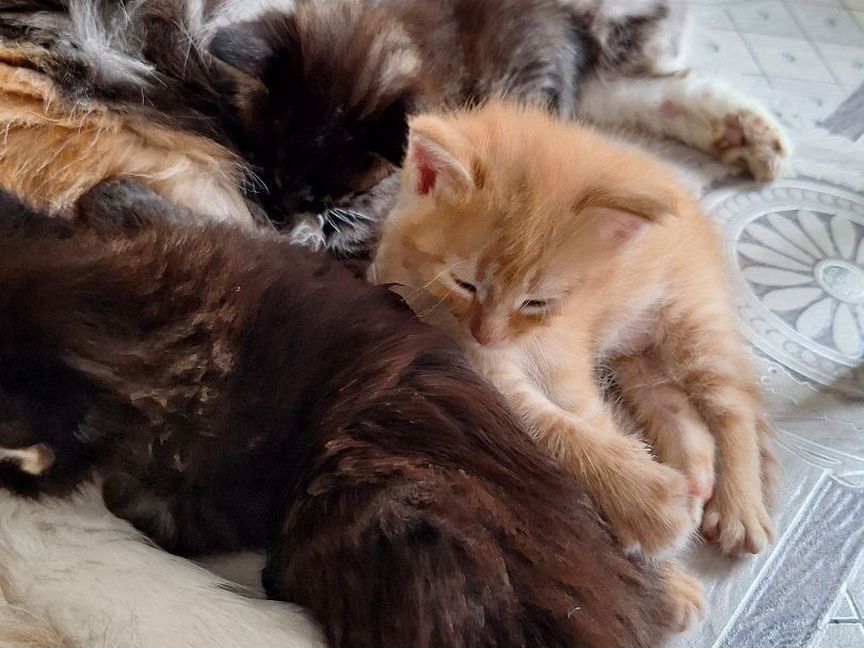 Котята от мейнкуна
