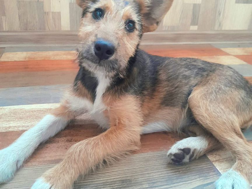 Мохнатый щенок в добрые руки