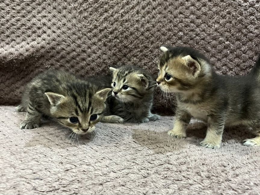 Шотландские котята