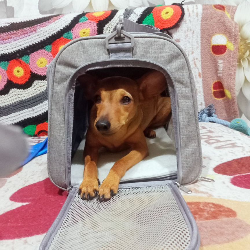 Продам собаку цвенгпинчер