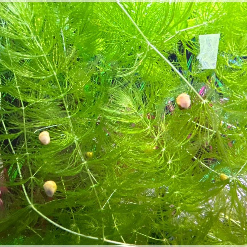 Растения и улитки для аквариума