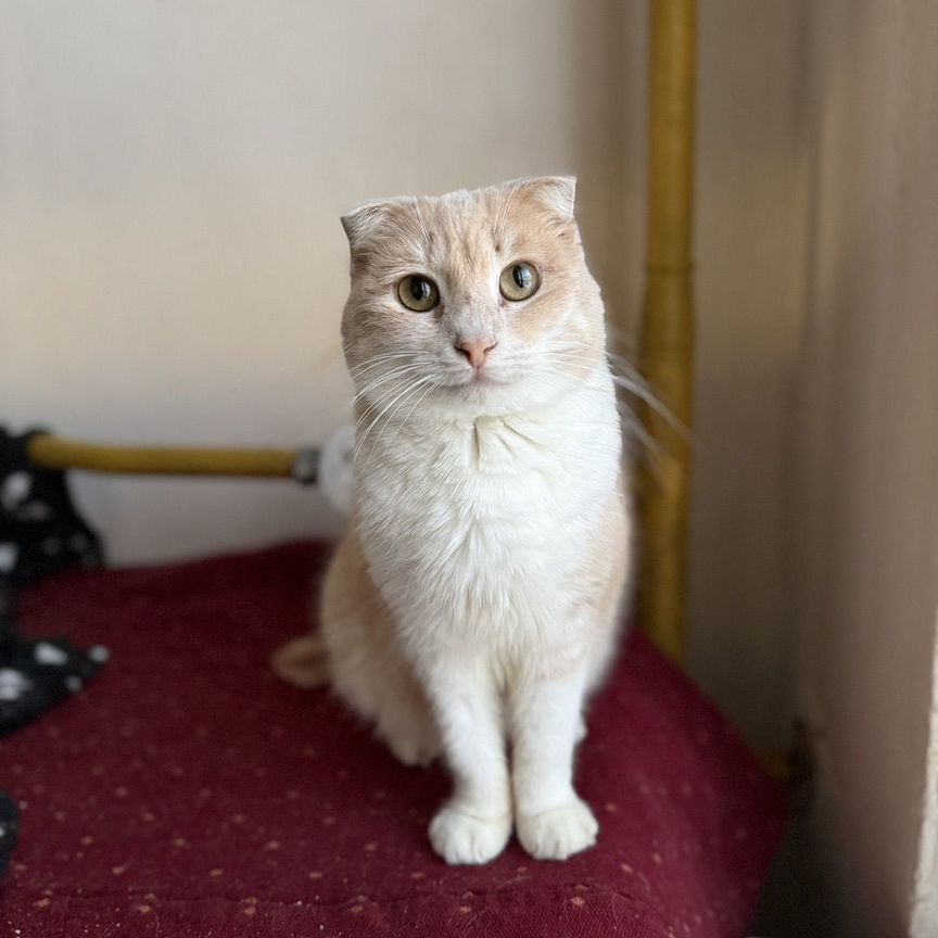 Шотландская вислоухая короткошёрстная, взрослая кошка