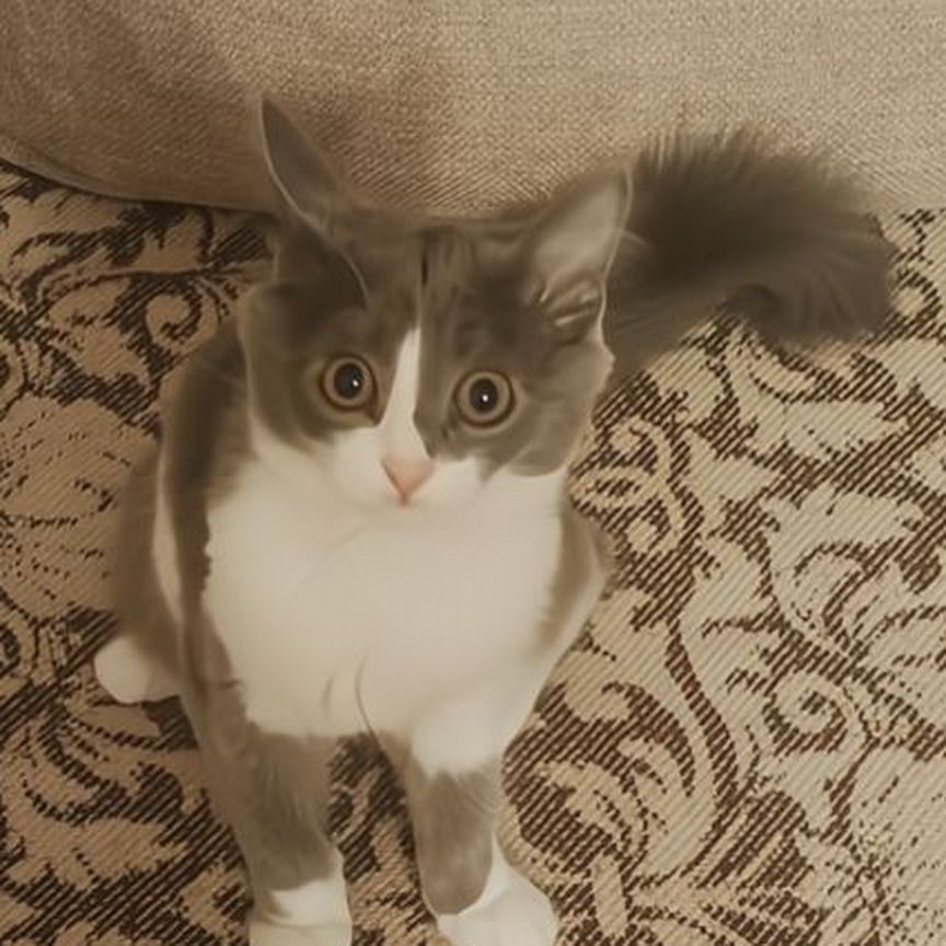 Котёнок в добрые руки