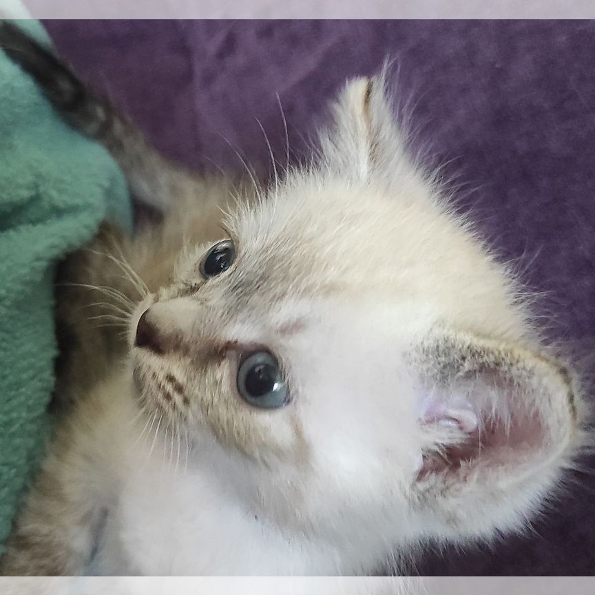 Котенок в добрые руки