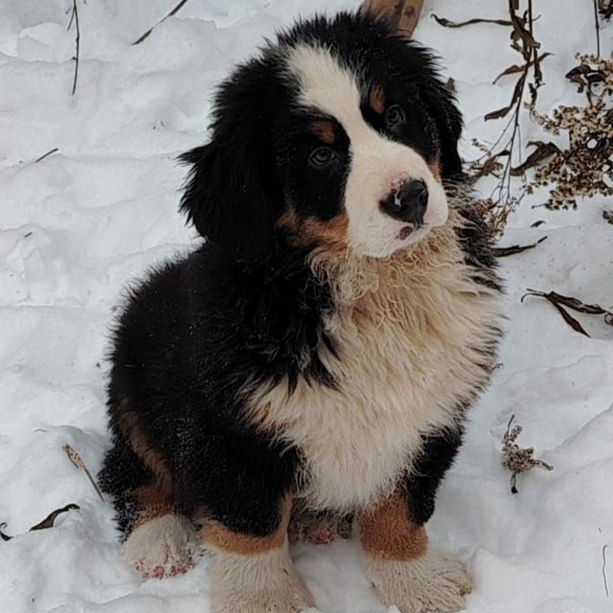 Бернский зенненхунд, щенок