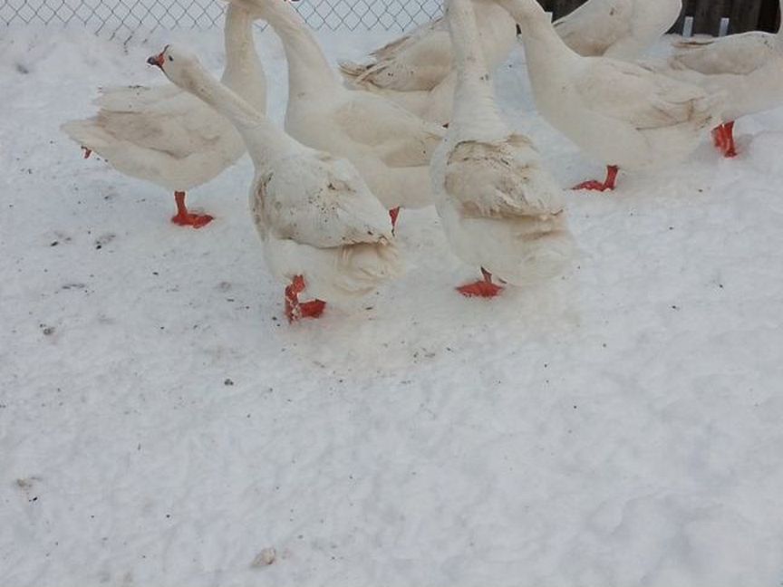 Продам мясо гуся