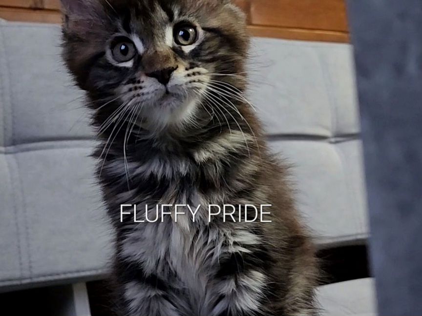 Котята мейн-кун. Питомник fluffy pride