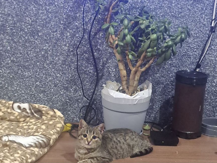 Домашние животные