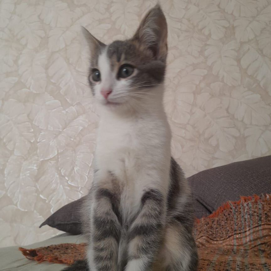 Отдам в добрые руки