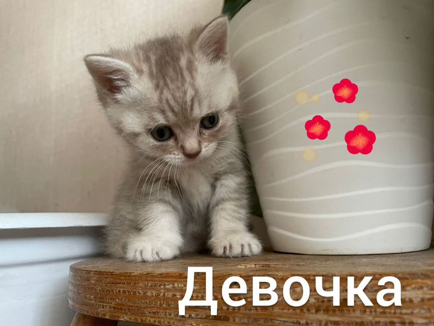 Кошки в добрые руки породистые