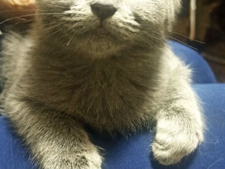 Котенок девочка метис британки 2 мес