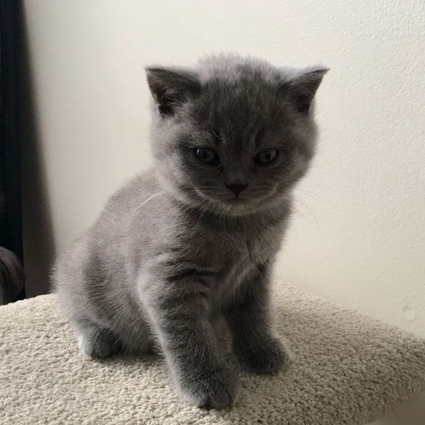 Предложите британского котенка серого пожалуйста