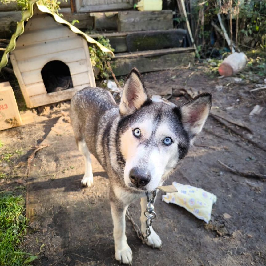 Собака сибирский хаски