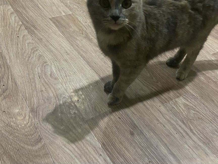 Трехшерстная кошка