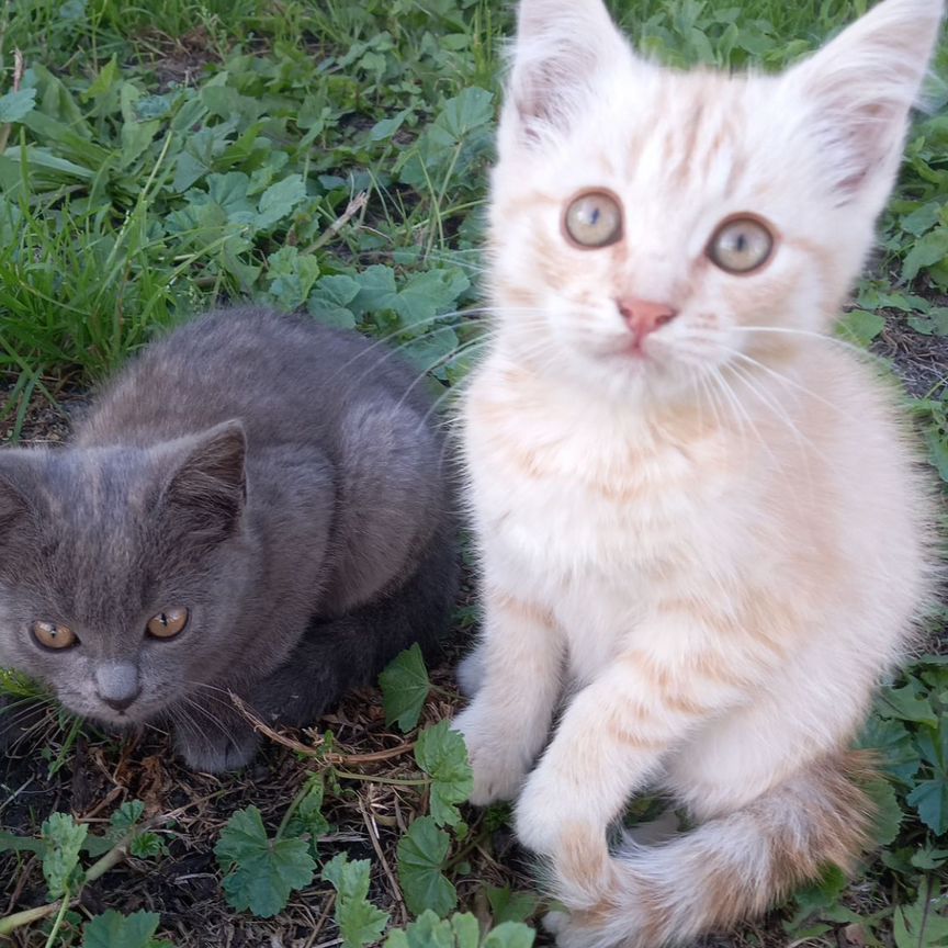 Котята в добрые руки