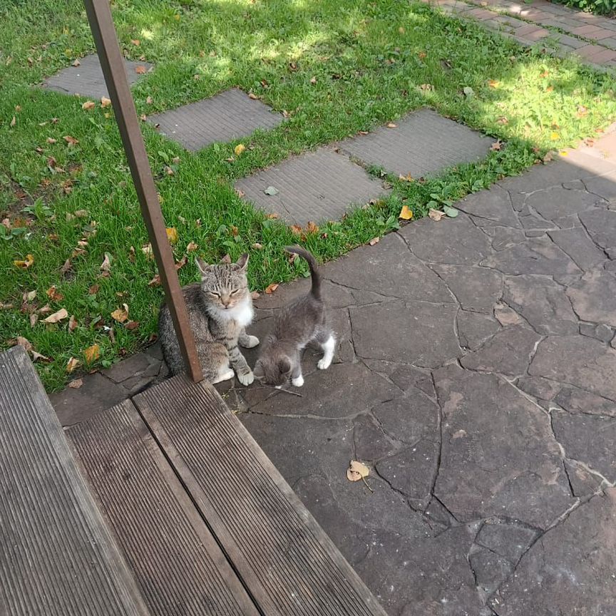 Котята
