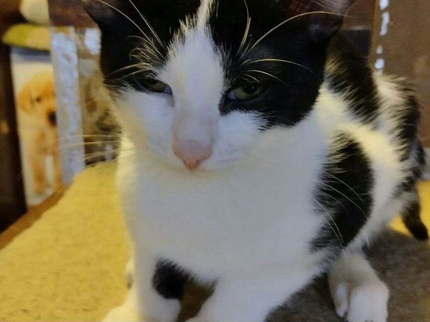 Котенок Питерский