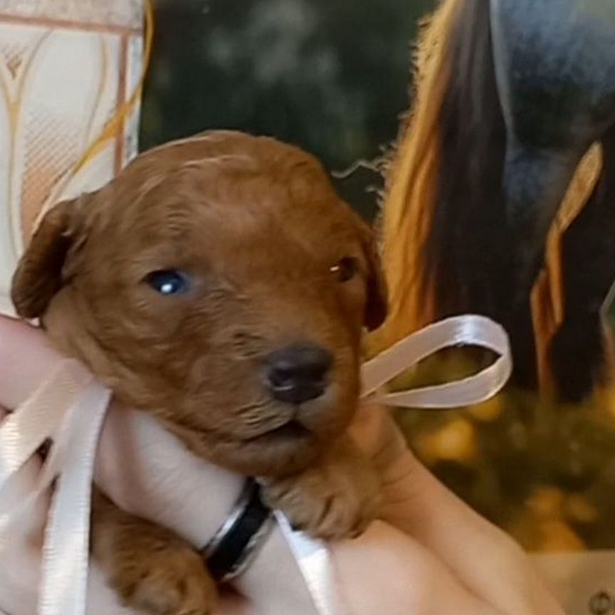 Той-пудель, щенок