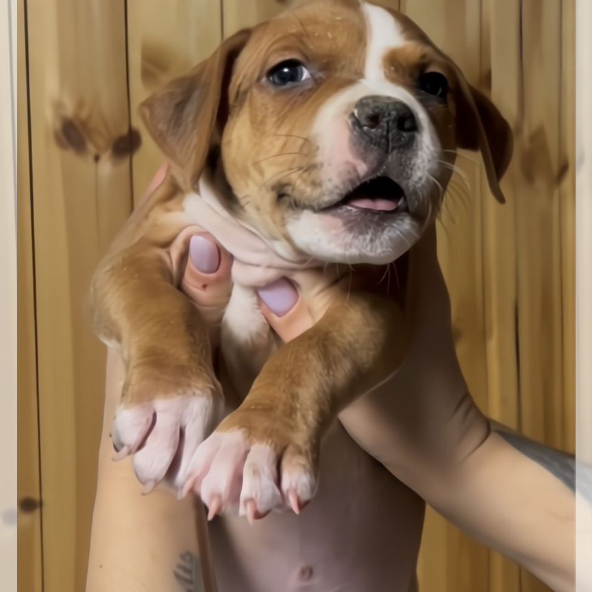 Американский стаффордширский терьер, щенок