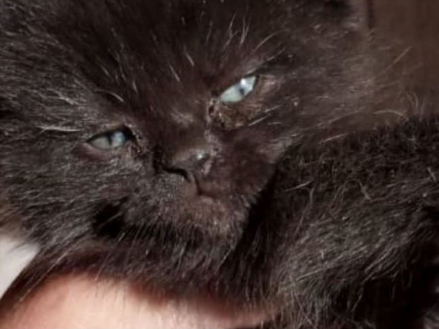 Котята бесплатно