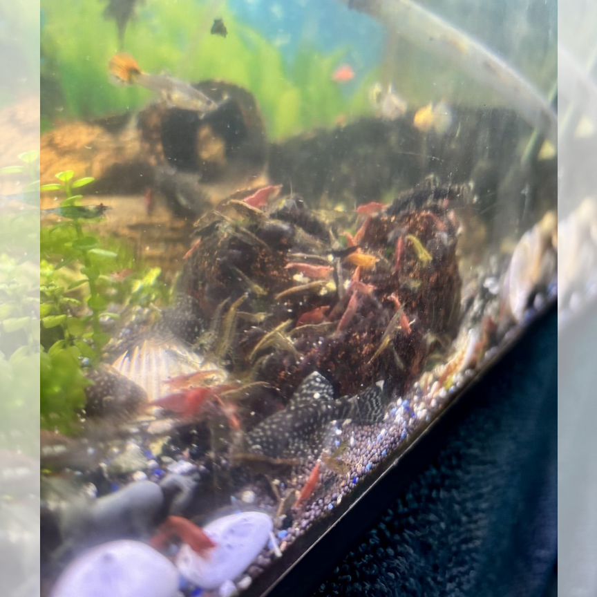 Аквариумные креветки