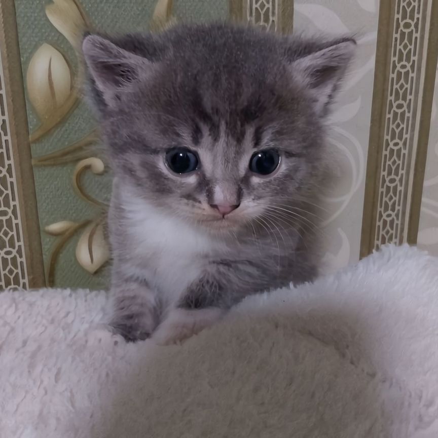 Котёнок в добрые руки