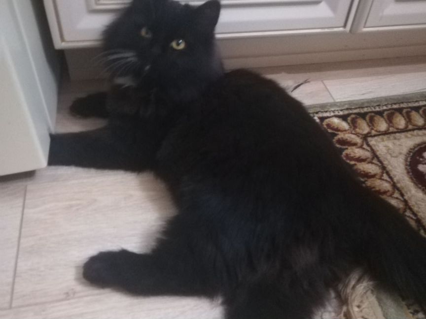 Потерялся черный кот