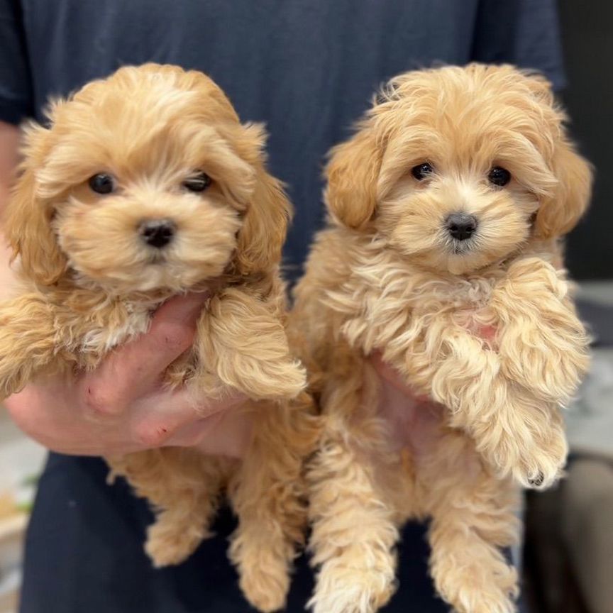 Мальтипу, щенок