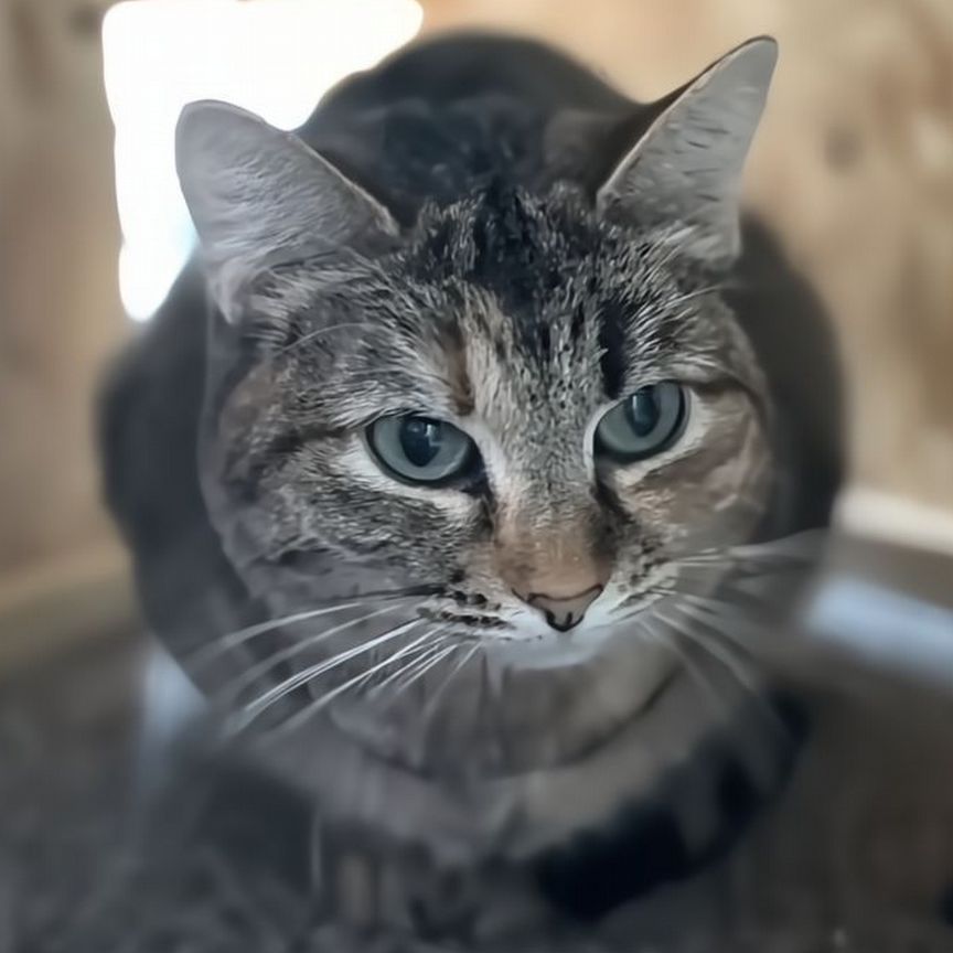 Взрослая, кошка в добрые руки