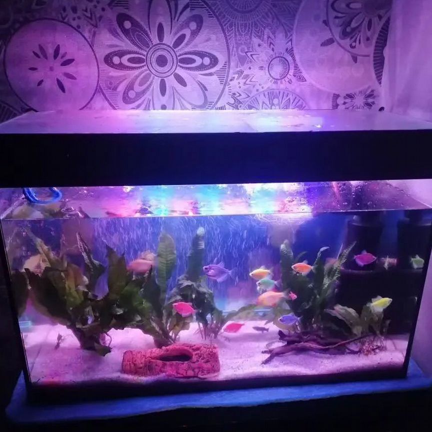 Аквариум с рыбками