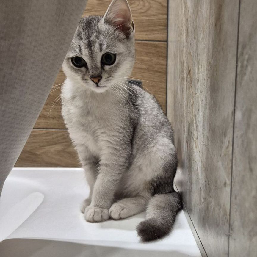 Котик в добрые руки