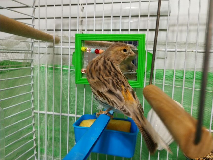 Канарейка- самочка